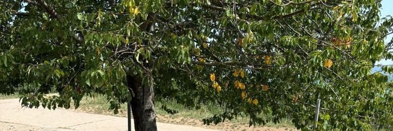 Wine experiences | Rüdesheim am Rhein